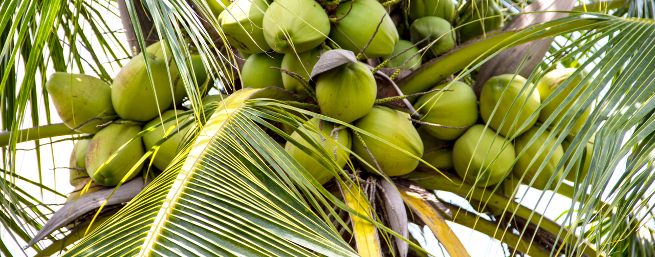 6 Fun Facts You Didn’t Know About Coconuts – Dignity Made